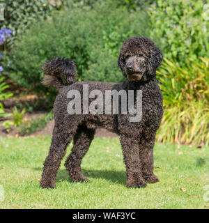 side view of undocked standard poodle on grass Stock Photo - Alamy