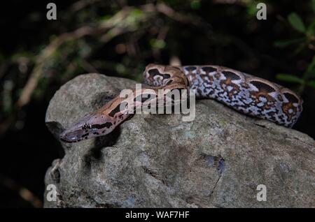 Madagascan boa, Madagascar Ground Boa (Acrantophis madagascariensis ...