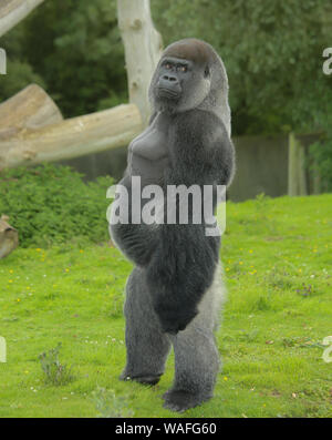 standing silverback gorilla Stock Photo - Alamy