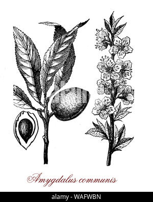 The almond is a species of tree native to Iran and surrounding ...