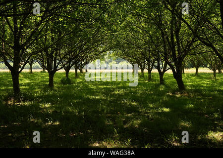 A walnut grove plantation field in Southern France Stock Photo ...