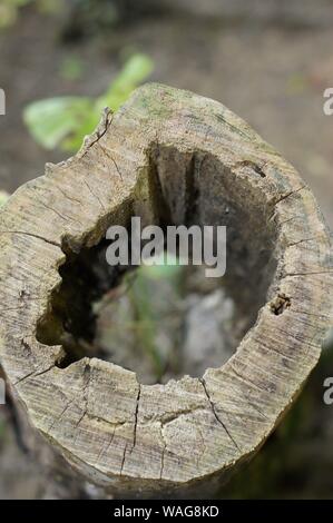 Collapsed rotten hollow tree trunk, showing rotten interior where a ...