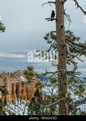 crow in USA bryce national park the beauty of amazing nature tourist ...