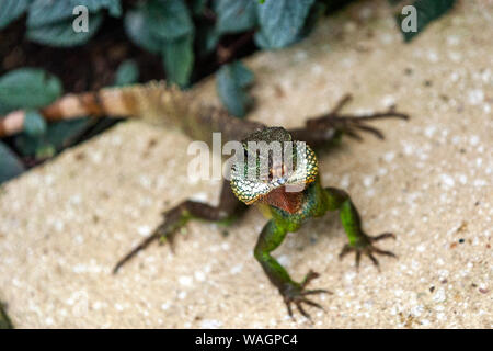 Chinese water dragon lizard in closeup, tropical reptile pet, Exotic ...