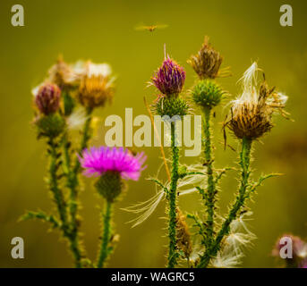 flowers of Carduus and ripe white seeds in September Stock Photo - Alamy