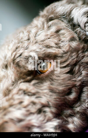 Dog macro portrait lagotto romagnolo fifty megapixels high quality ...