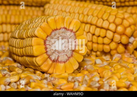 closeup of corn on the cob ears boiling in water Stock Photo - Alamy