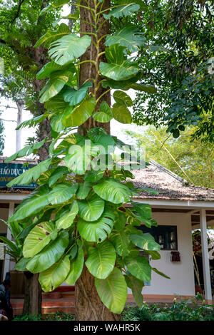 Giant golden pothos or Devil's ivy (Epipremnum aureum) the tropical ...
