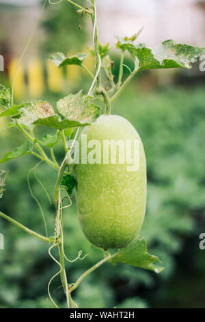 A Wax gourd vine (Benincasa Hispida) grows on a fence, with a hanging ...
