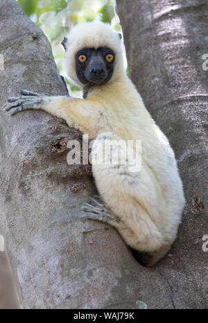 Von der Decken's sifaka (Propithecus deckenii) - Madagascar Stock Photo ...