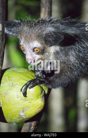 Africa, Madagascar, Ile Roger, 'Aye-aye Island'. Aye-aye (Daubentonia ...