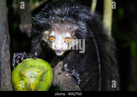 Africa, Madagascar, Ile Roger. Aye-aye beginning to feed on a coconut ...