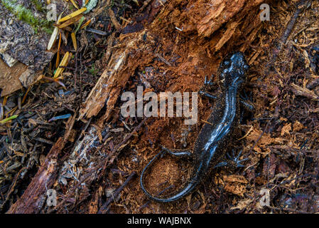 Northwestern Salamander, Ambystoma gracile, Vancouver, BC, Canada Stock ...