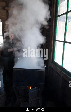 Boiling maple syrup sap on wood fire in sugar bush Ontario Canada Stock ...