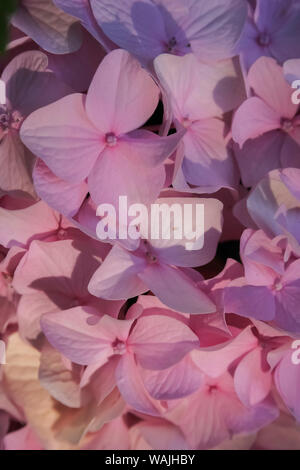 Pink hydrangea close up. Pink abstract flowers background. Macro ...