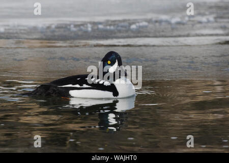 Barrow's Goldeneye on icy river Stock Photo - Alamy