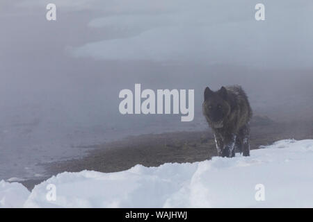 Gray Wolf (Canis lupus) with radio collar, Denali National Park, Alaska ...
