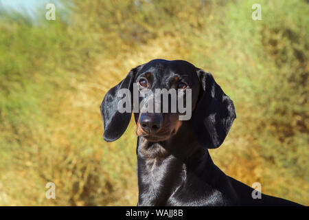 Doxen in the desert Stock Photo - Alamy