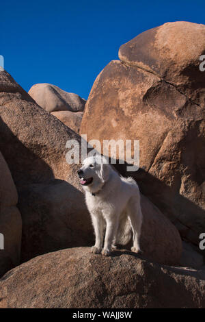 Great Pyrenees on granite boulders Stock Photo - Alamy