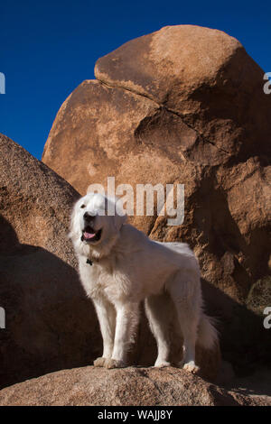 Great Pyrenees on granite boulders Stock Photo - Alamy