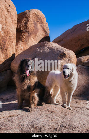 Great Pyrenees and Leonberger on granite boulders Stock Photo - Alamy