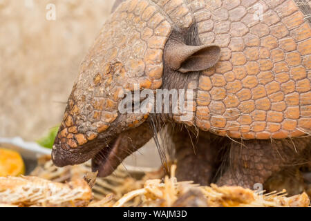 7-banded armadillo (Dasypus septemcinctus), Pantanal, Southwestern ...
