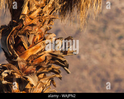 American kestrel, Colorado Desert, California Stock Photo - Alamy