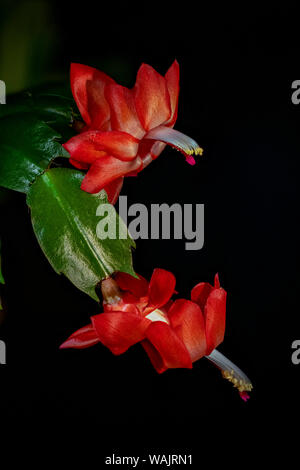 USA, Colorado, Fort Collins. Red-tailed hawk on fence. Credit as Fred ...
