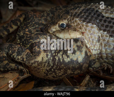 Hog-nosed snake popping a southern toad with a built in tooth (fang ...