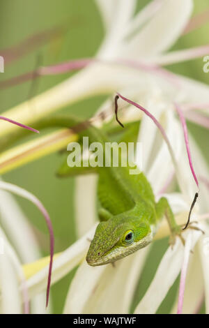 USA, Hawaii, Kauai. Anole lizard on blossom Stock Photo - Alamy