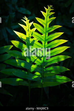 Maile scented fern or Musk fern or Wart fern, Pteris vittata or Pteris ...