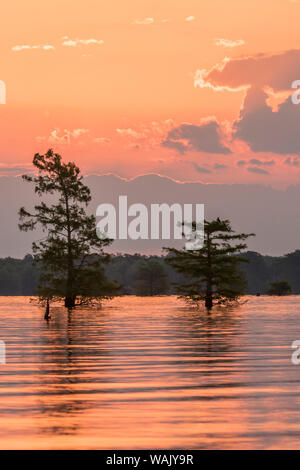 USA, Louisiana, Atchafalaya National Wildlife Refuge. Sunrise on swamp ...