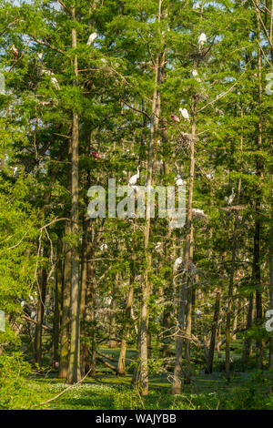 USA, Louisiana, Evangeline Parish. Bird rookery. Credit as: Cathy and ...