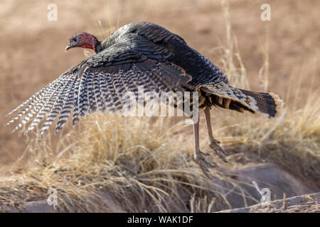 Close-up of grass at Bosque Del Apache National Wildlife Refuge, New ...