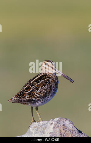 Common Snipe calling Stock Photo - Alamy
