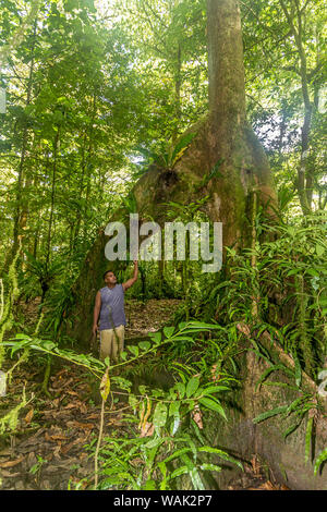 Kosrae, Micronesia (FSM). Man inspecting ka tree in Yela, a protected ...