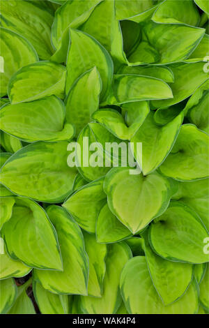 Hosta lime green Stock Photo - Alamy