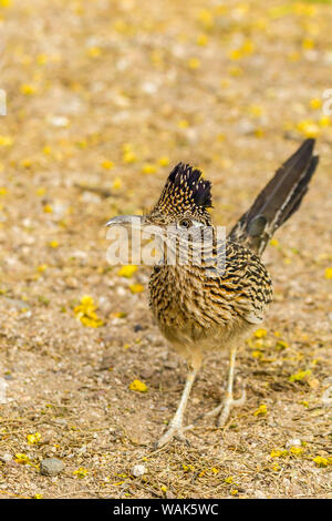 USA, Arizona, Sabino Canyon. Greater roadrunner. Credit as: Cathy and ...