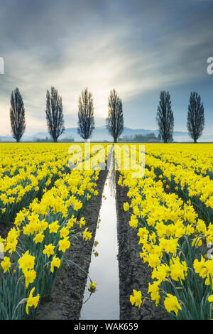 Fields of yellow daffodils in late March, Skagit Valley, Washington ...