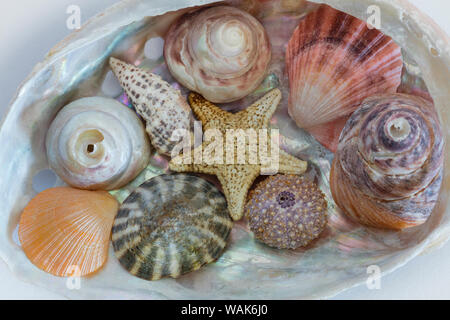USA, Washington State, Seabeck. Starfish and beach glass close-up Stock ...