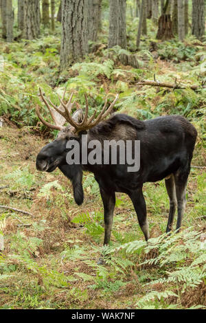Eatonville, Washington State, USA. Bull moose in Northwest Trek ...