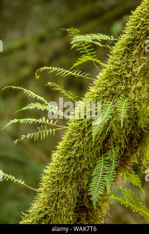 Hobart, Washington State, USA. Moss-covered tree with licorice ferns ...