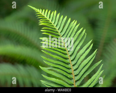 USA, Washington State. Western sword fern Stock Photo - Alamy