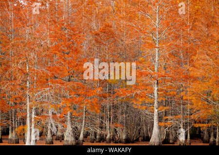 USA, Georgia. Cypress trees in the fall at George Smith State Park ...