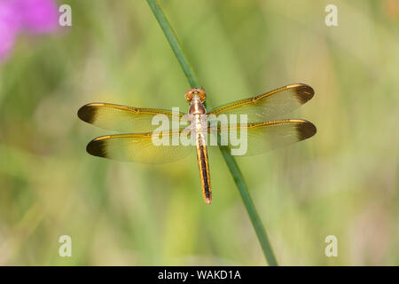Yellow-sided Skimmer (Libellula flavida Stock Photo - Alamy