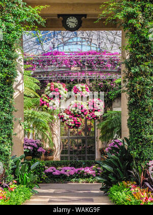 USA, Pennsylvania. Hanging hydrangea baskets in an indoor garden Stock ...