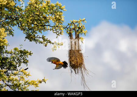 Altamira Oriole (Icterus gularis) a nest Stock Photo - Alamy
