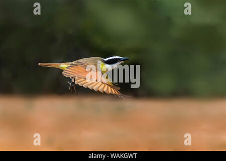 Great kiskadee (Pitangus sulphuratus) flying, Bentsen-Rio Grande Valley ...