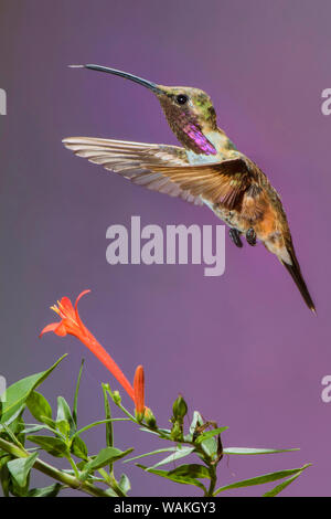 Lucifer Hummingbird (Calothorax lucifer) male flying Stock Photo - Alamy