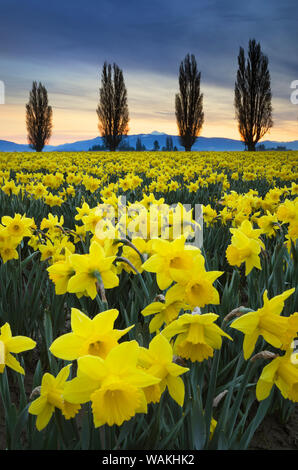 Fields of yellow daffodils in late March, Skagit Valley, Washington ...